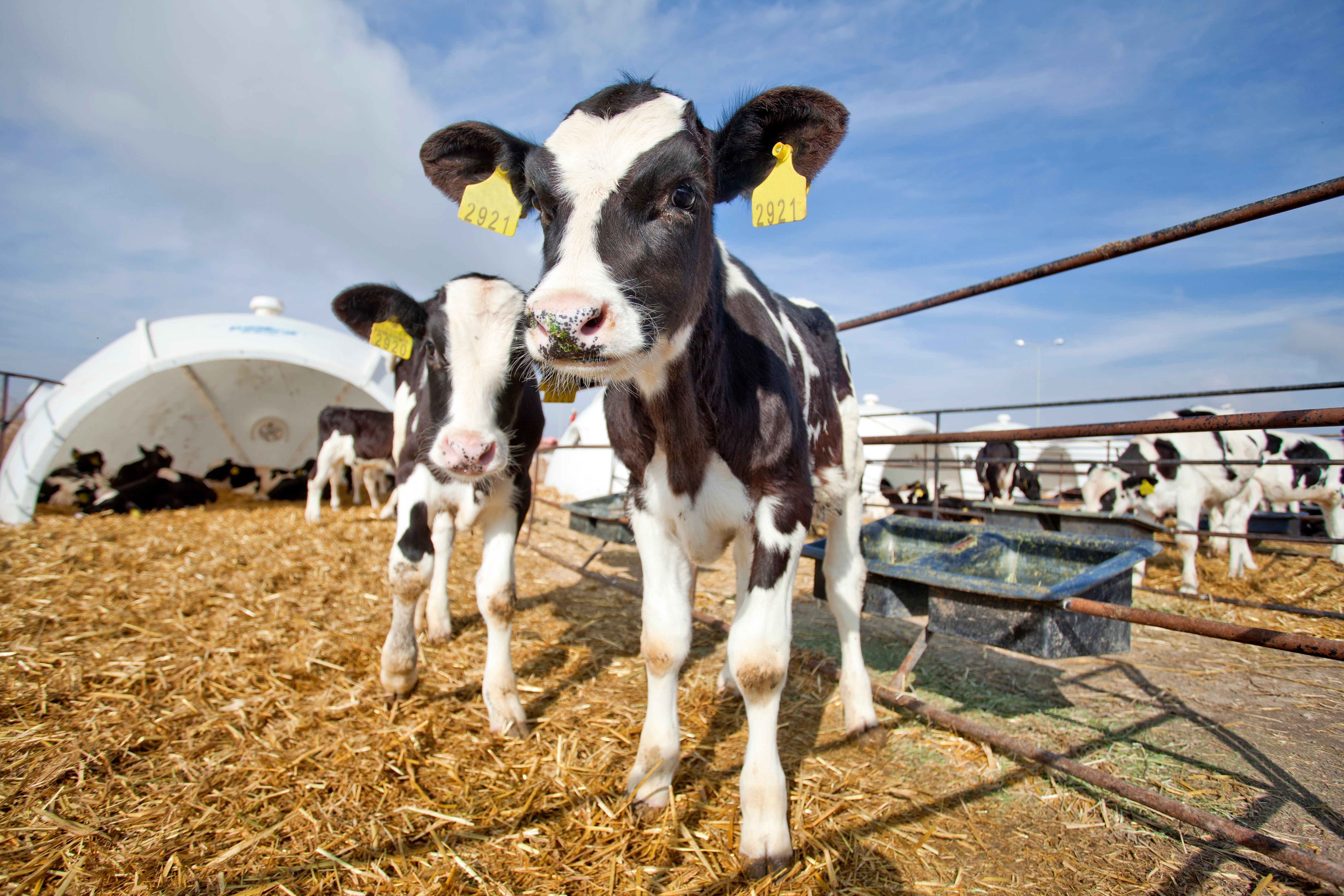 From Birth to Weaning: Managing Calf Respiratory Health for Stronger ...